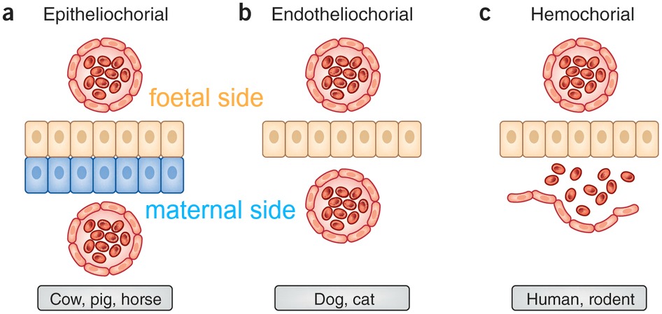 written straight from THE PIGS' PEN: The pig's placenta: in sickness ...