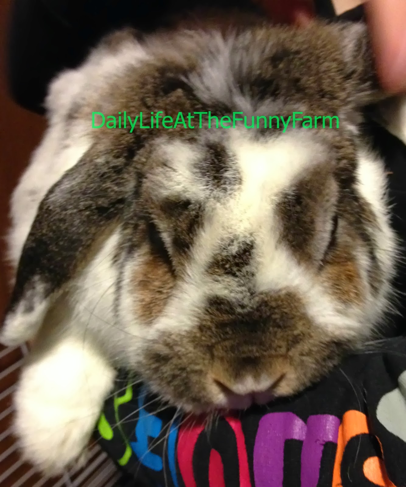 Daily Life At The Funny Farm