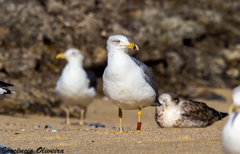 Birds of Portugal: Gaivota-de-patas-amarelas / Yellow-legged Gull ...