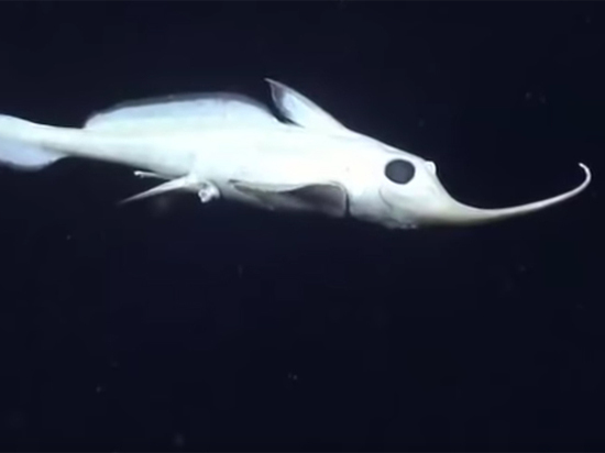 Deep sea ghost fish hit the video