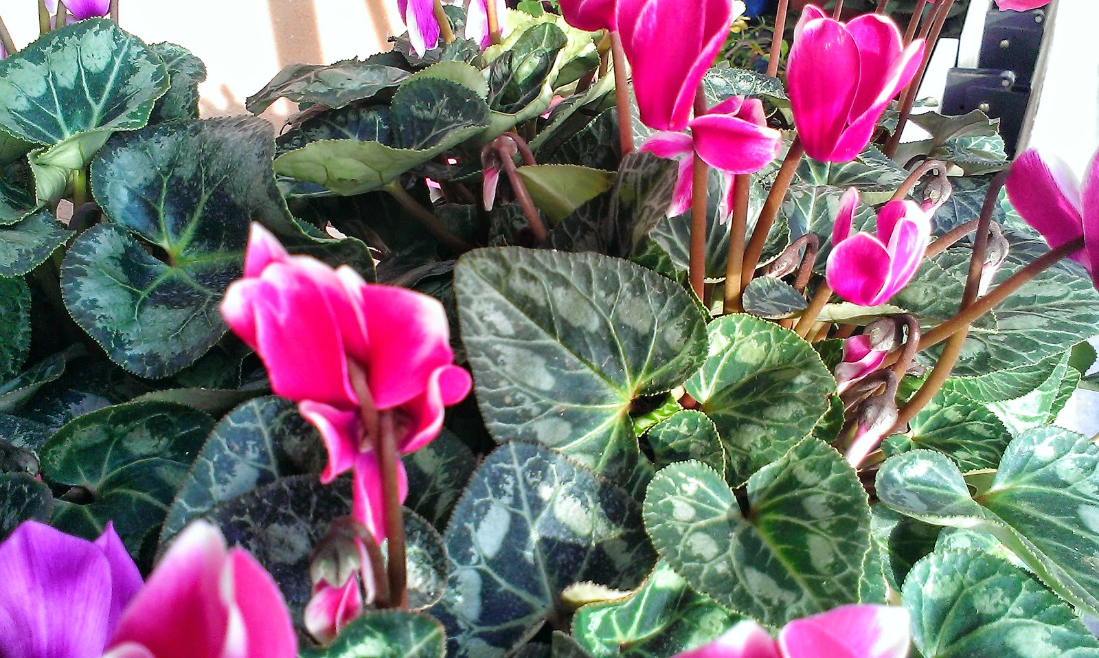 SIKLAMEN (Cyclamen) BAKIMI | Çiçek Bakımı, Çiçek Çeşitleri, Çiçek ...