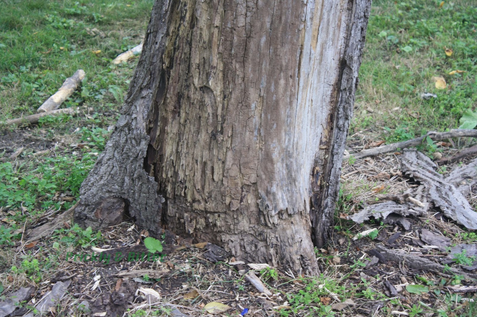 Prickly and Bitter: The unfortunate case of the butternut tree