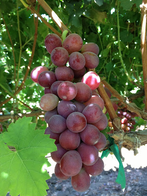Fresh off the Boat in HK: the hidden world of table grapes