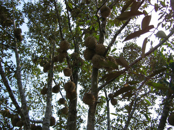 Durian Info: Pollination of Durian Flowers