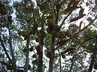 Durian Info: Pollination of Durian Flowers