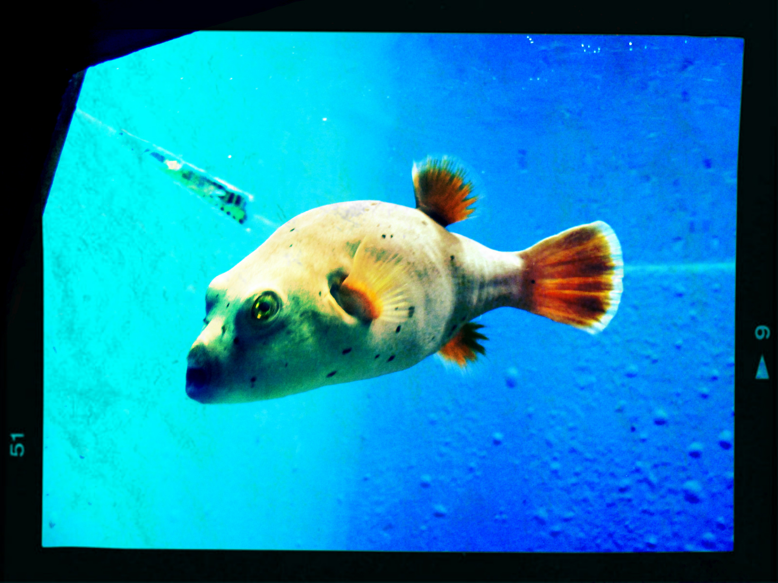 Living Life with Purpose: Scary Fish