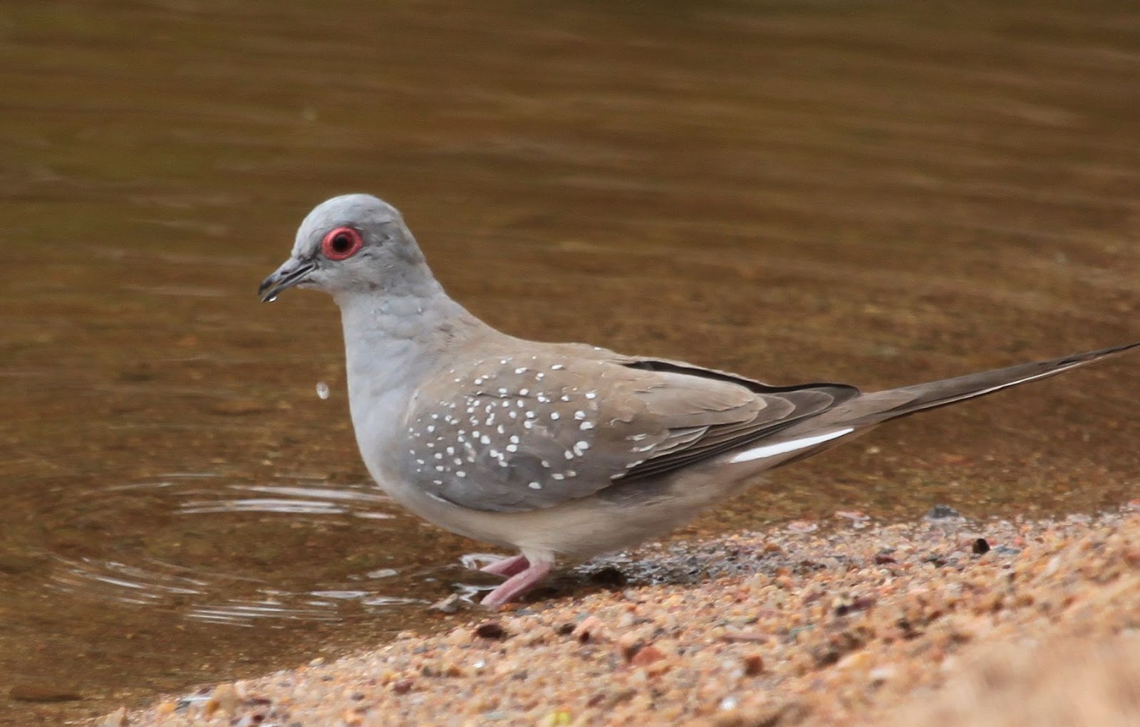 Richard Waring's Birds of Australia: 2012 Bird Photos - 286 species