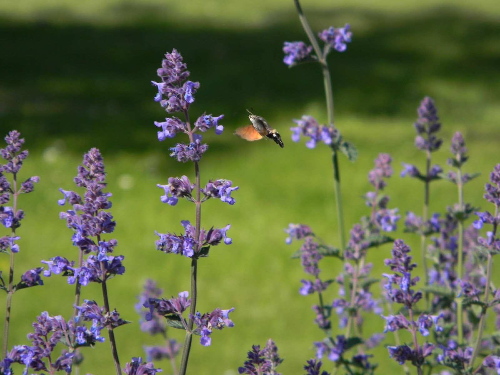 life between the flowers : Nepeta Catmint Six Hills Giant