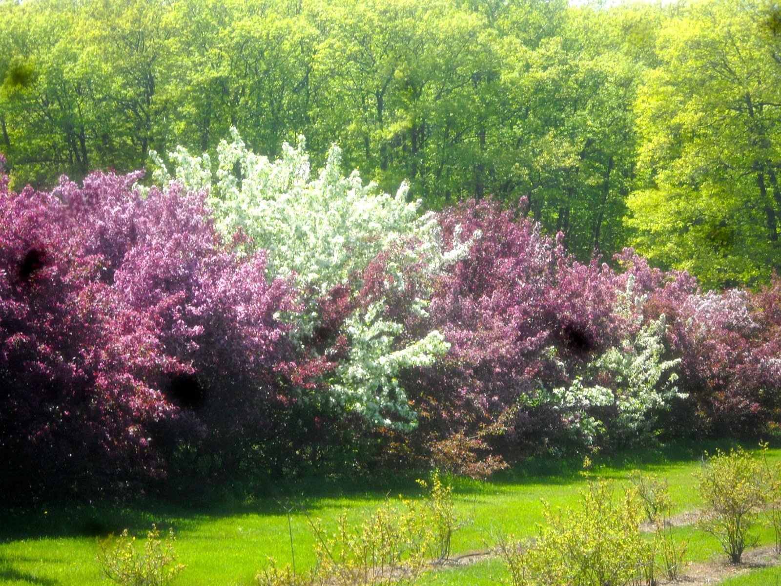 Art's Bayfield Almanac: WILD PIN CHERRY TREES, FLOWERING CRABAPPLES ...