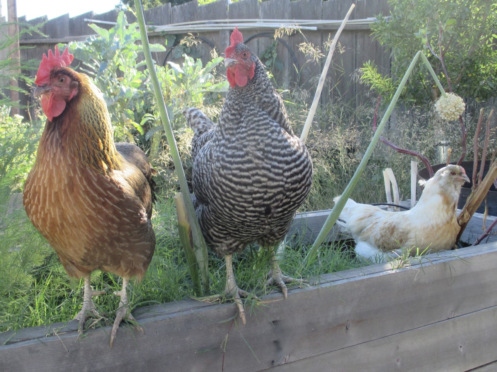 'S Wonderful: Warning: Chicken Panic Is Contagious