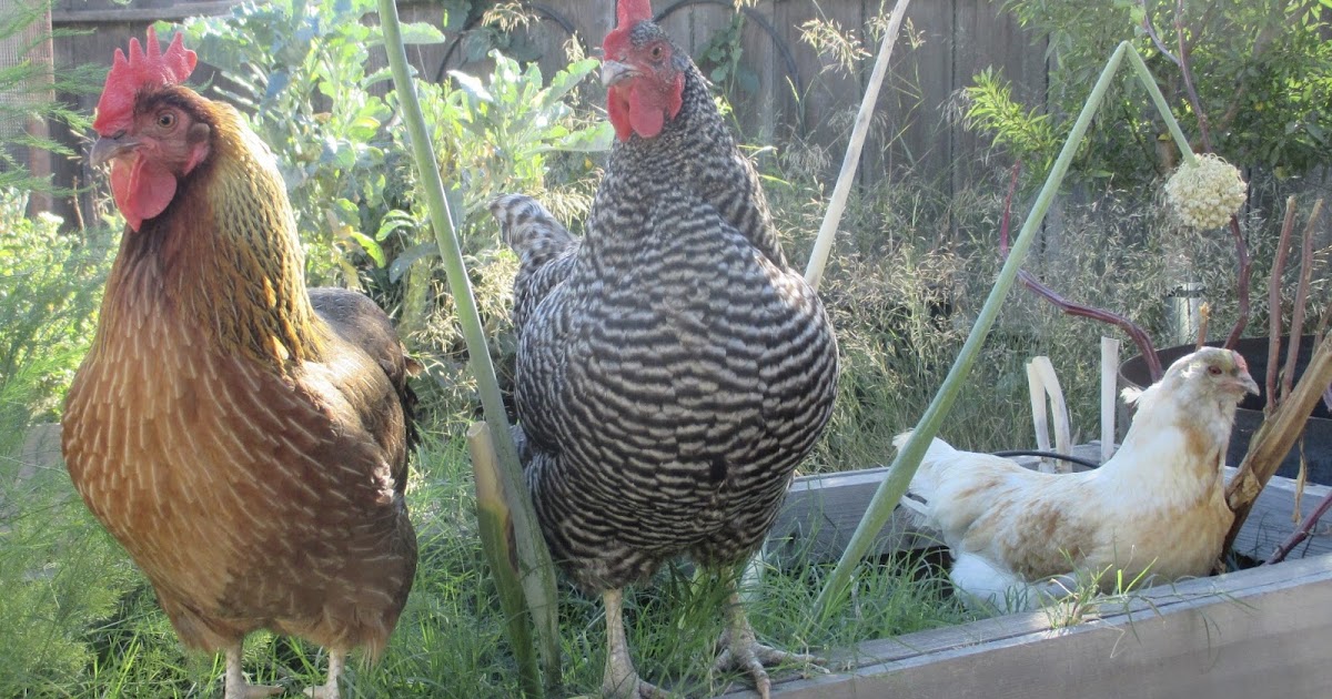 'S Wonderful: Warning: Chicken Panic Is Contagious