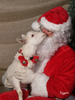 Willow Moon Farm: Christmas Goat!