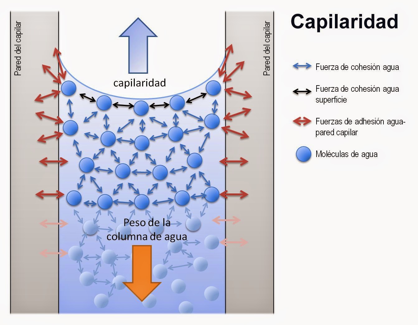 BIOLOGÍA Y GEOLOGÍA 1ESO EXXI - IES MAR. BAQUERO: febrero 2015