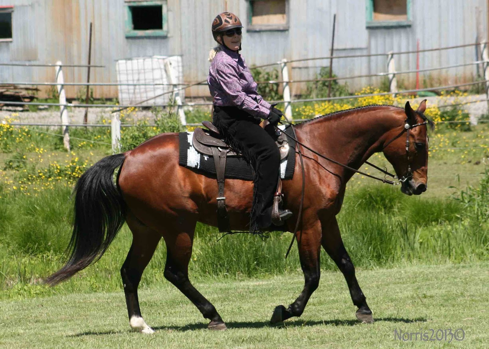 Elaine Ward Western Style Dressage: Acceptable Outlines for Basic Level ...