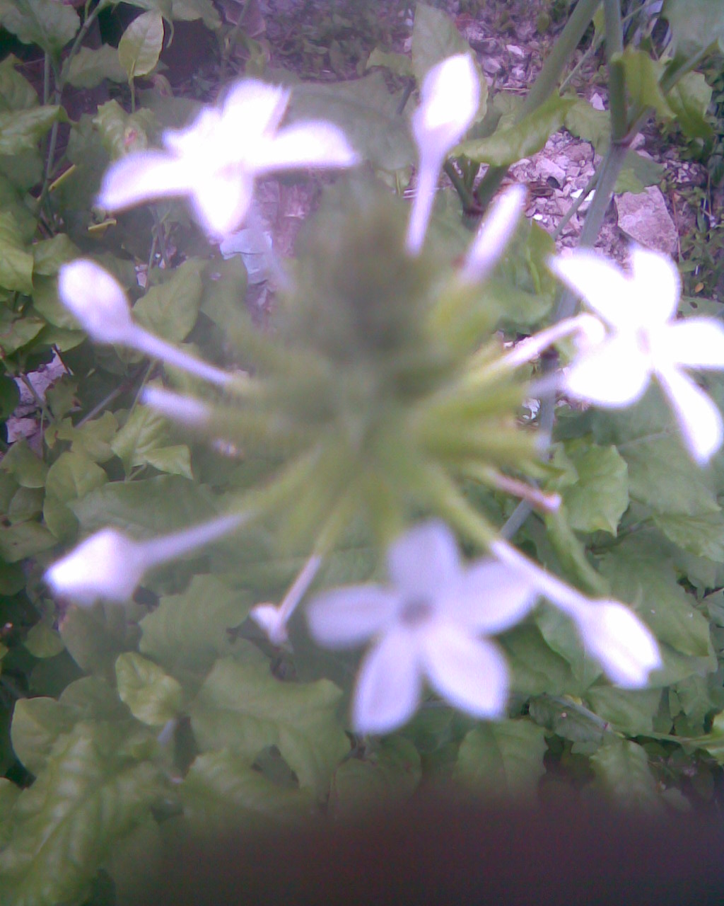 WARISAN ETNOBOTANI: Celaka Putih