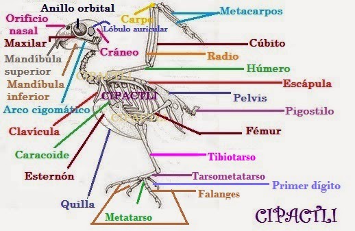Cipactli Organización Ecológica y Sustentable : 9.- Articulaciones y ...
