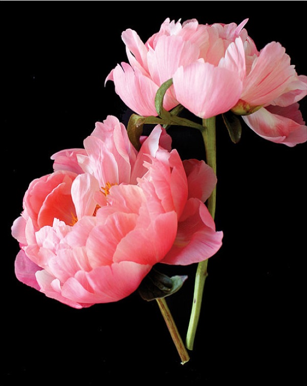 Flower Prints || The Vault Files - Mimosa Lane