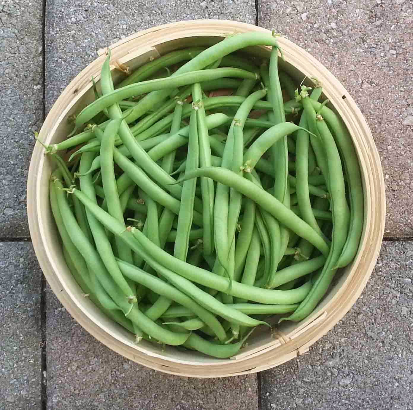 The Gardening Me: End of Season Review - Beans