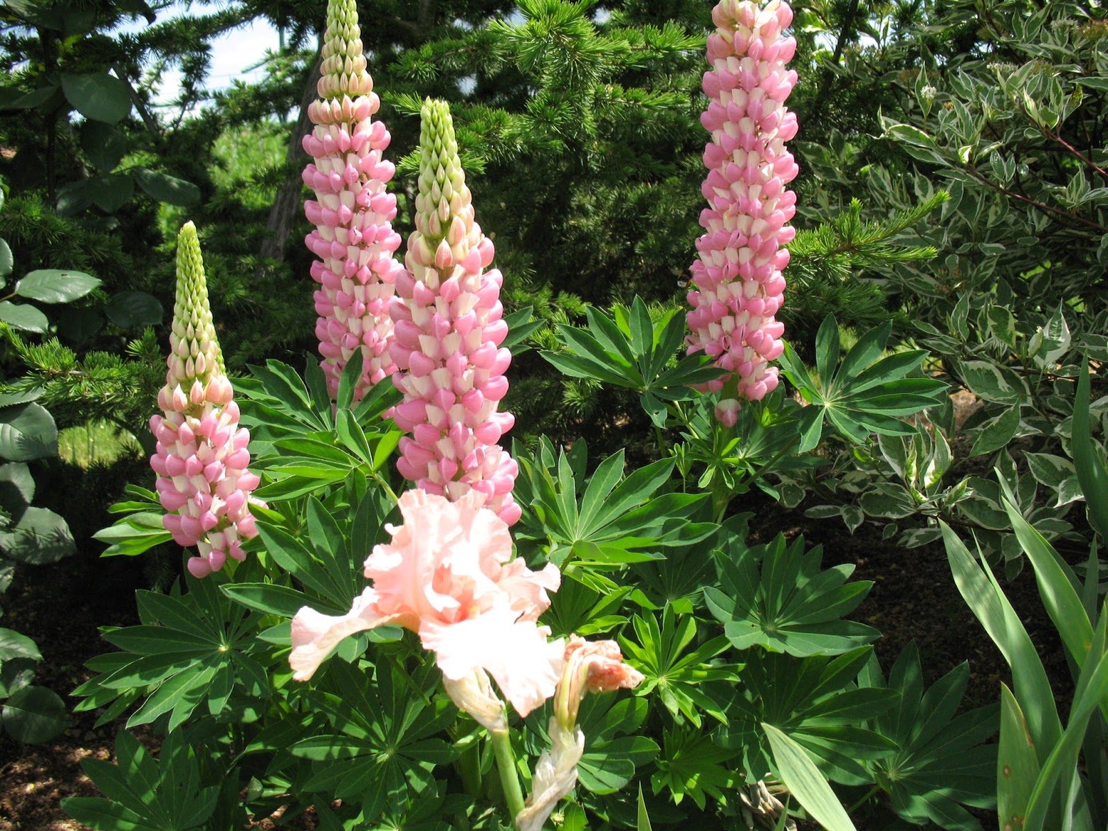 Roses du jardin Chêneland: Création d'un massif de plantes vivaces