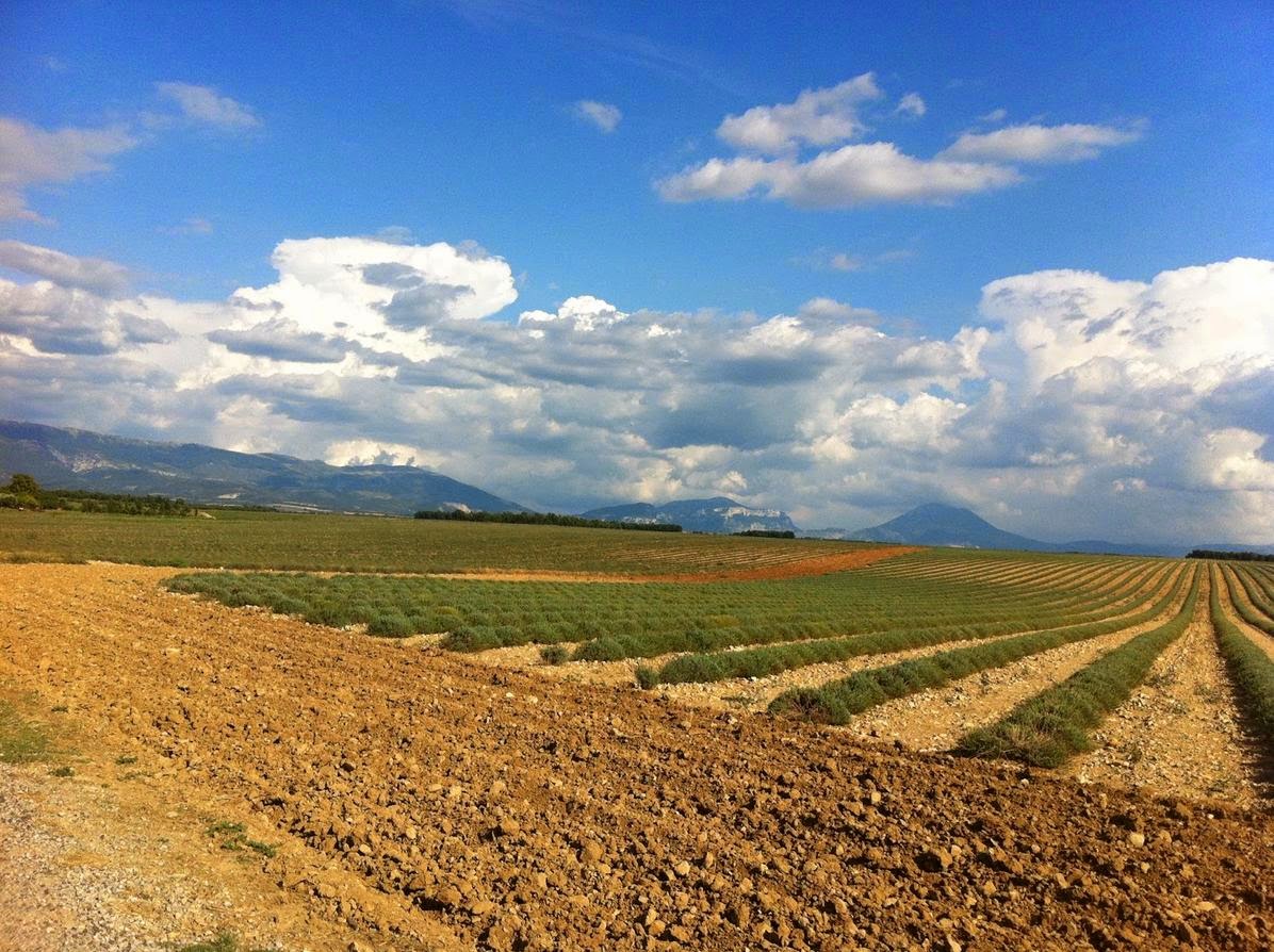 Imparare con la Geografia: 20 L'agricoltura e i paesaggi rurali