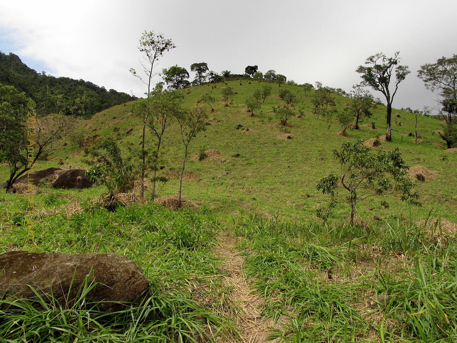 Trilhas e Pedais : Quitite e a árvore gigante