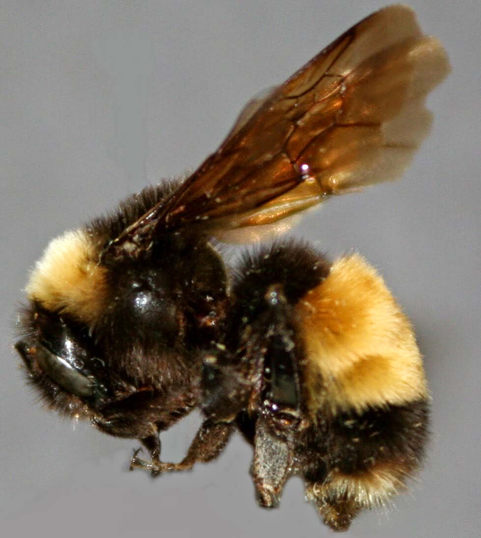 Nathan's Nature Adventure Blog: Summertime is Bumble Bee Time!