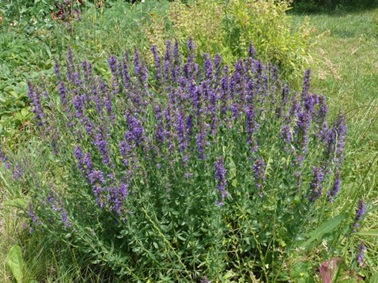 Hisopo (Hyssopus officinalis L.)