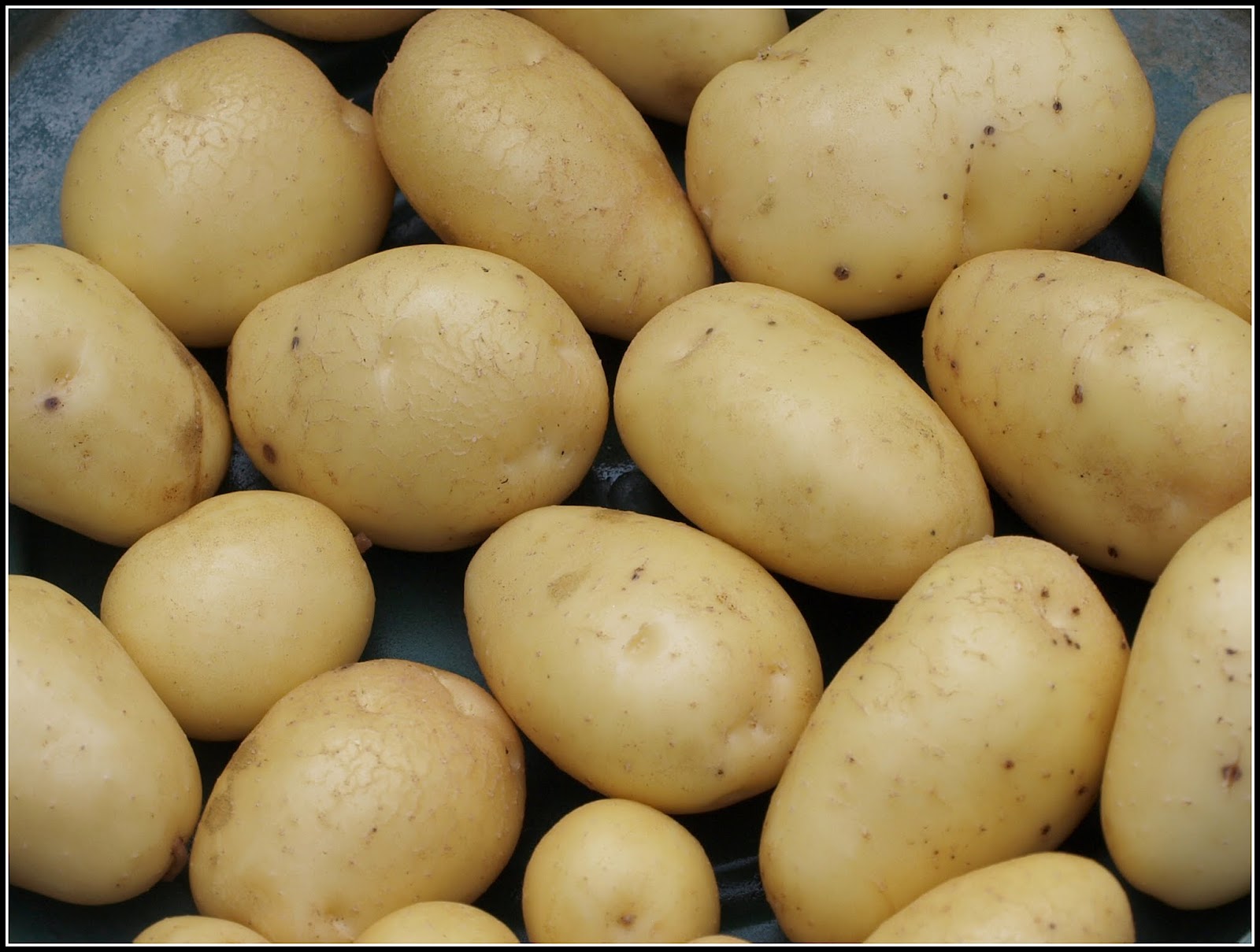 Mark's Veg Plot: Blight-resistant potatoes