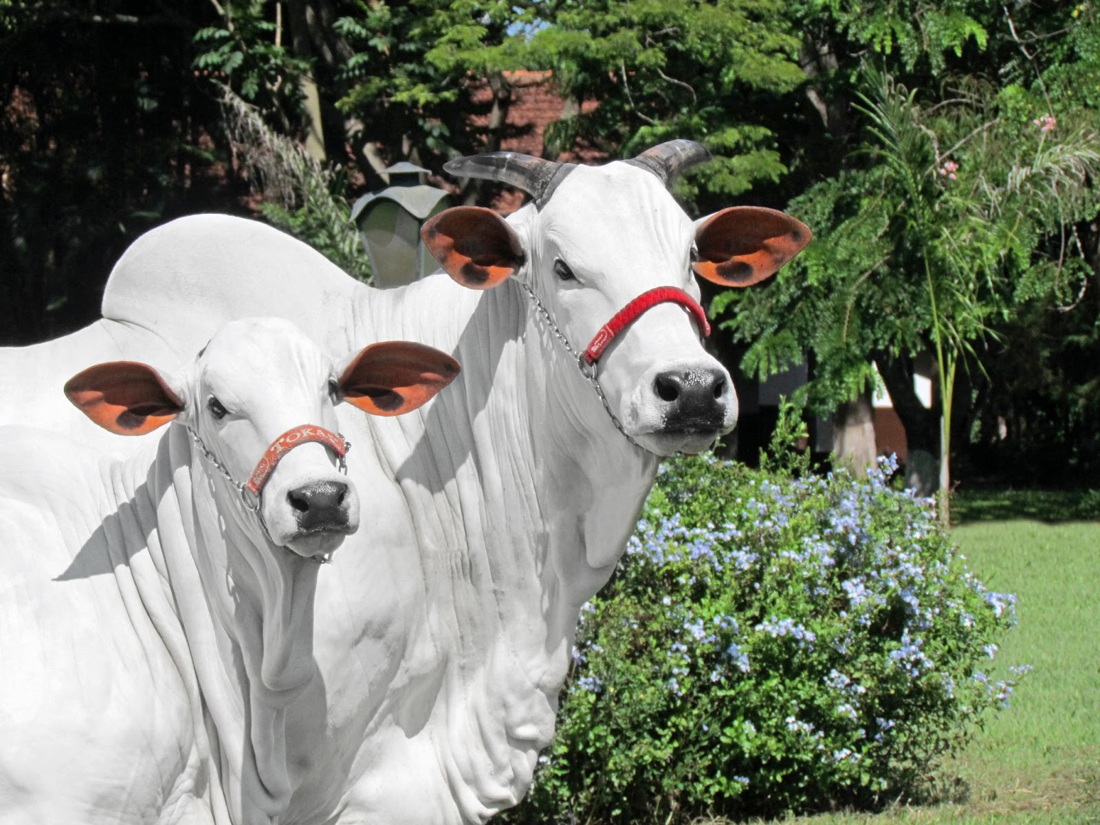 Conhecendo Santos e o Mundo: O gado Nelore do Brasil