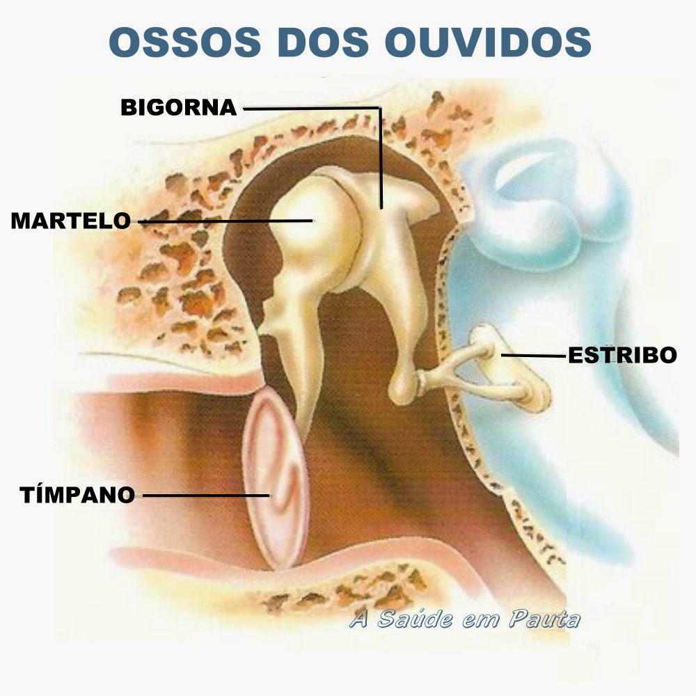 Osso Pequeno Do Ouvido - FDPLEARN