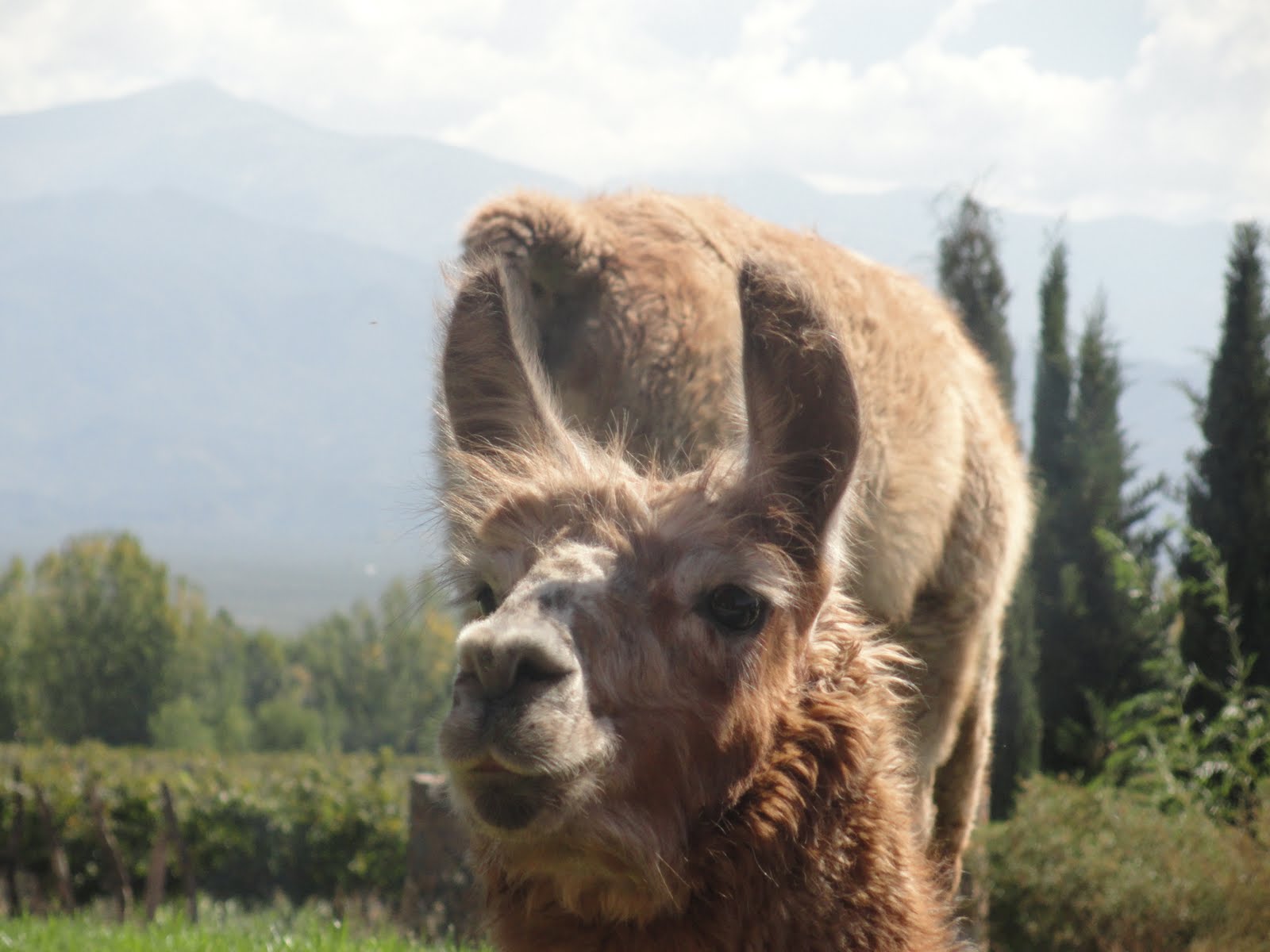 The Flood In A Really Fat Llama