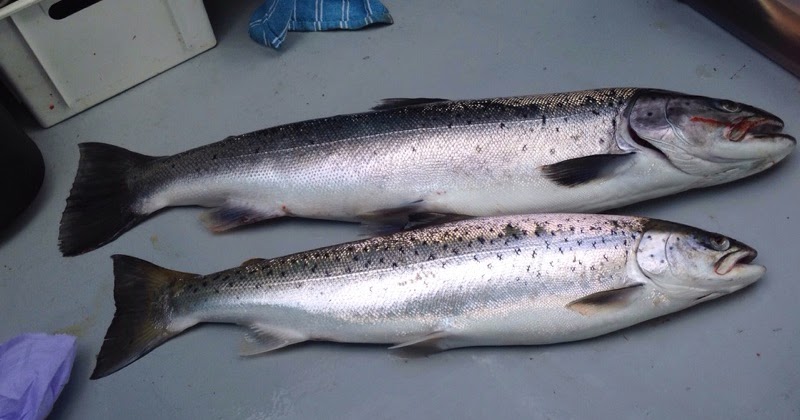 Glostruptrollingklub: Team stor Ståhaj Øresund