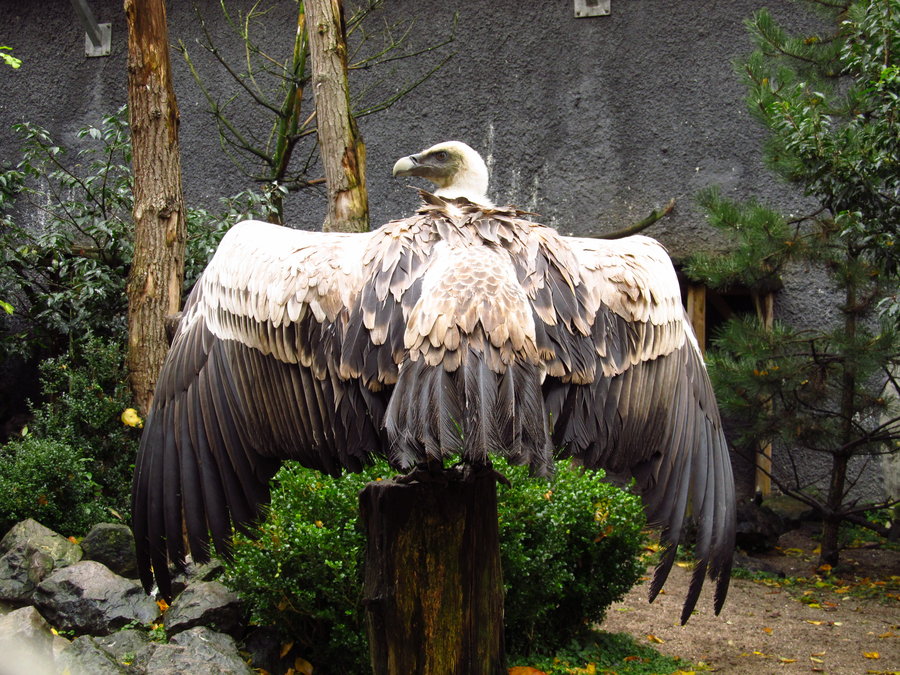 The Griffon Vulture | Wild Bird | The Wildlife