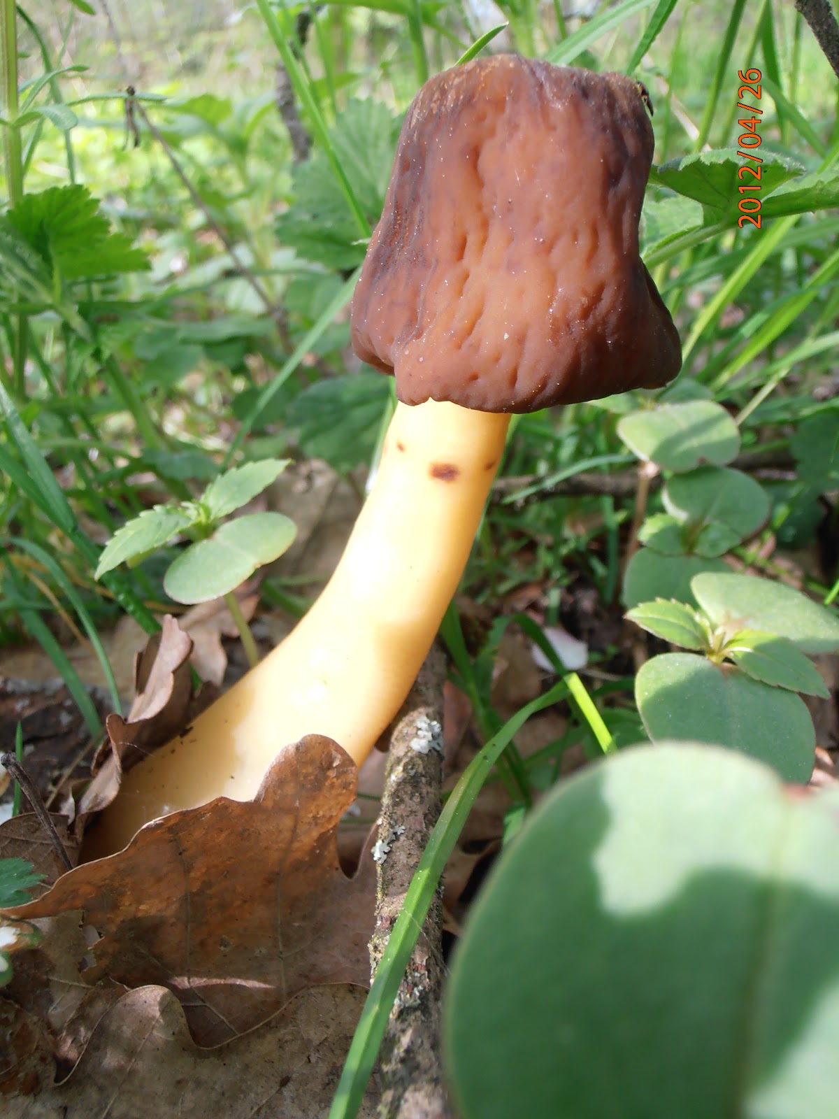 Verpes coniques - Verpa conica - Terra Morchellarum