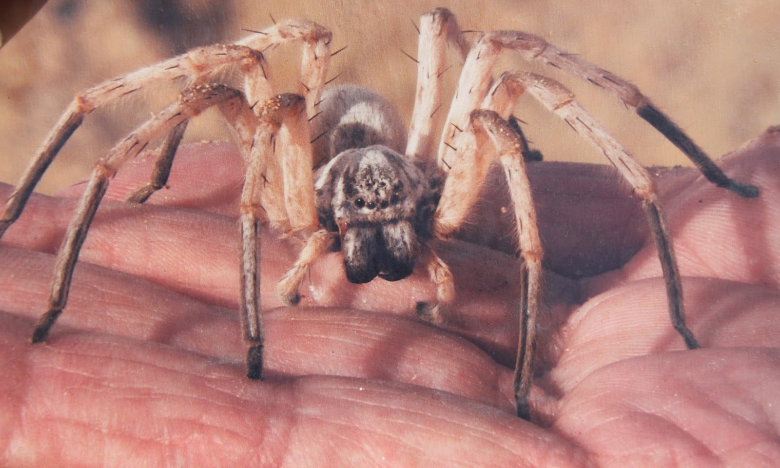 World Cruise 2013: Day 97 - Walvis Bay, Namibia