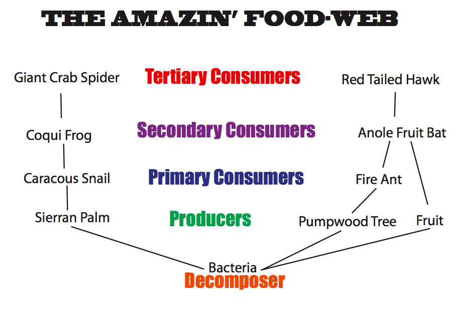 "Ask It Up!": The EL Yunque Caribbean Forest Food Web Amazin!