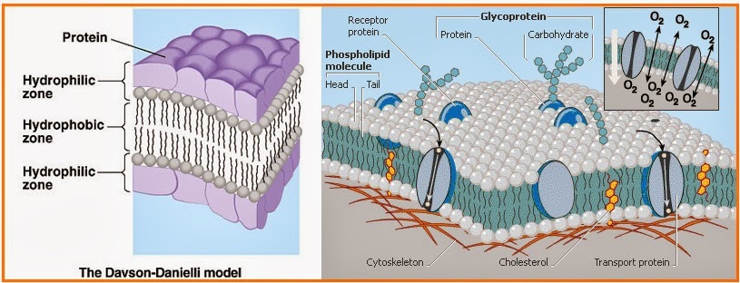 HIDROFILIK - HIDROFOBIK MEMBRAN SEL - Biology Page