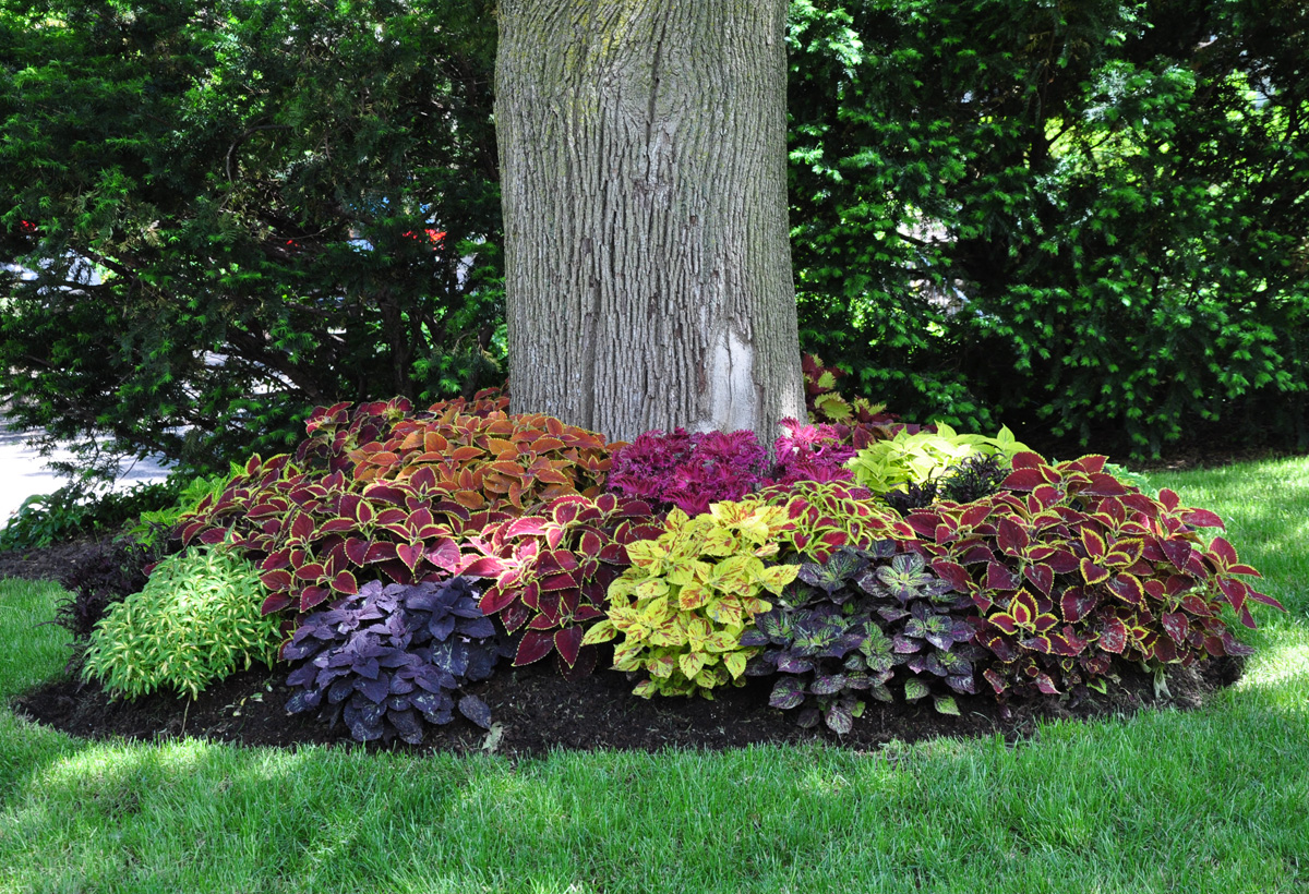 Three Dogs in a Garden: The Year of the Coleus