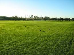 Cómo cultivar césped Bermuda a partir de semillas ~ Conoce más de tu Jardín