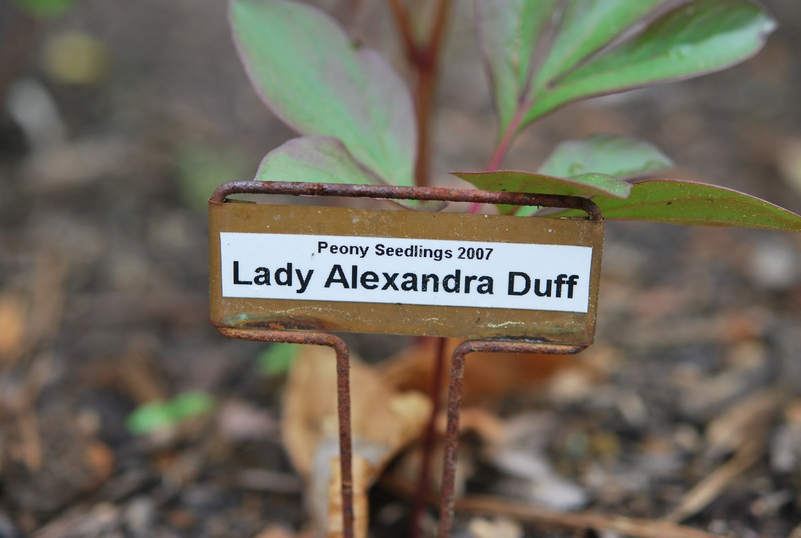 Southern Peony: 2013 First Peony Seedling with Developing Bud