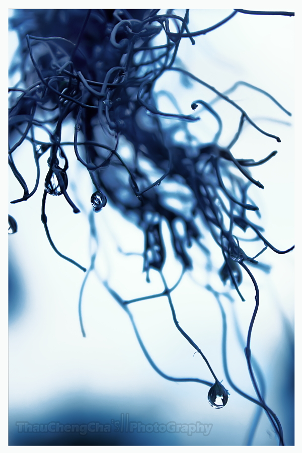 ThauChengCha'S||PhotoGraphy: My Home Town, Kampur