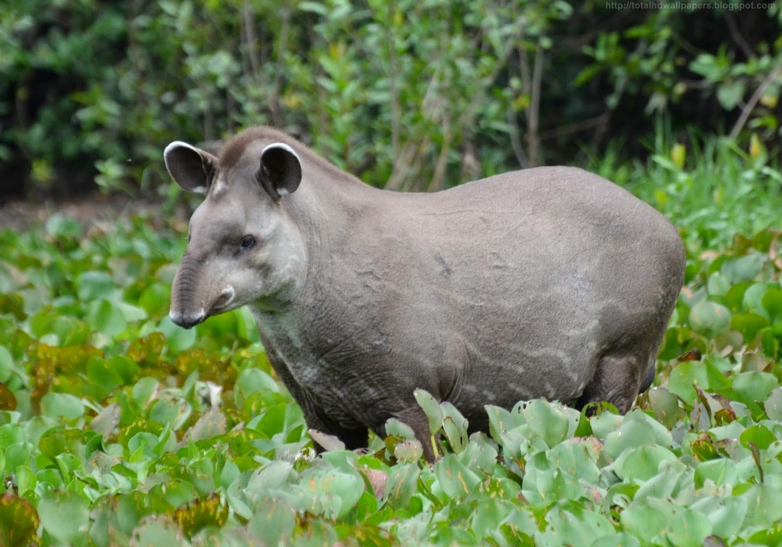 Beautiful Wallpapers for Desktop: Brazilian tapir HD Wallpapers