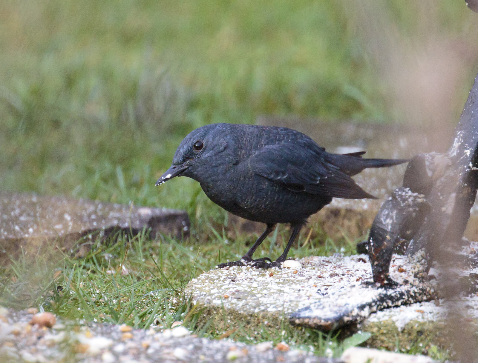 pewit: Blue Rock thingy