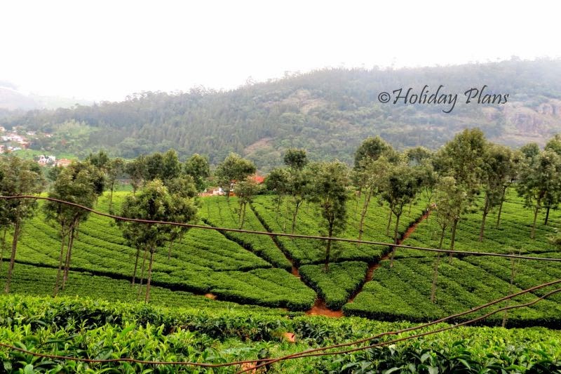 Tea Plantations in Coonoor -“Kashmir Of South” | Travel Blog for ...