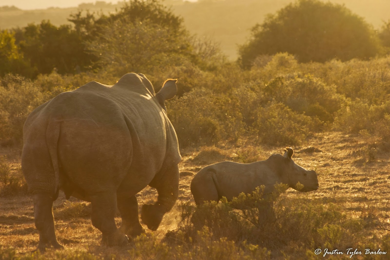 About ~ The Rhino Ride