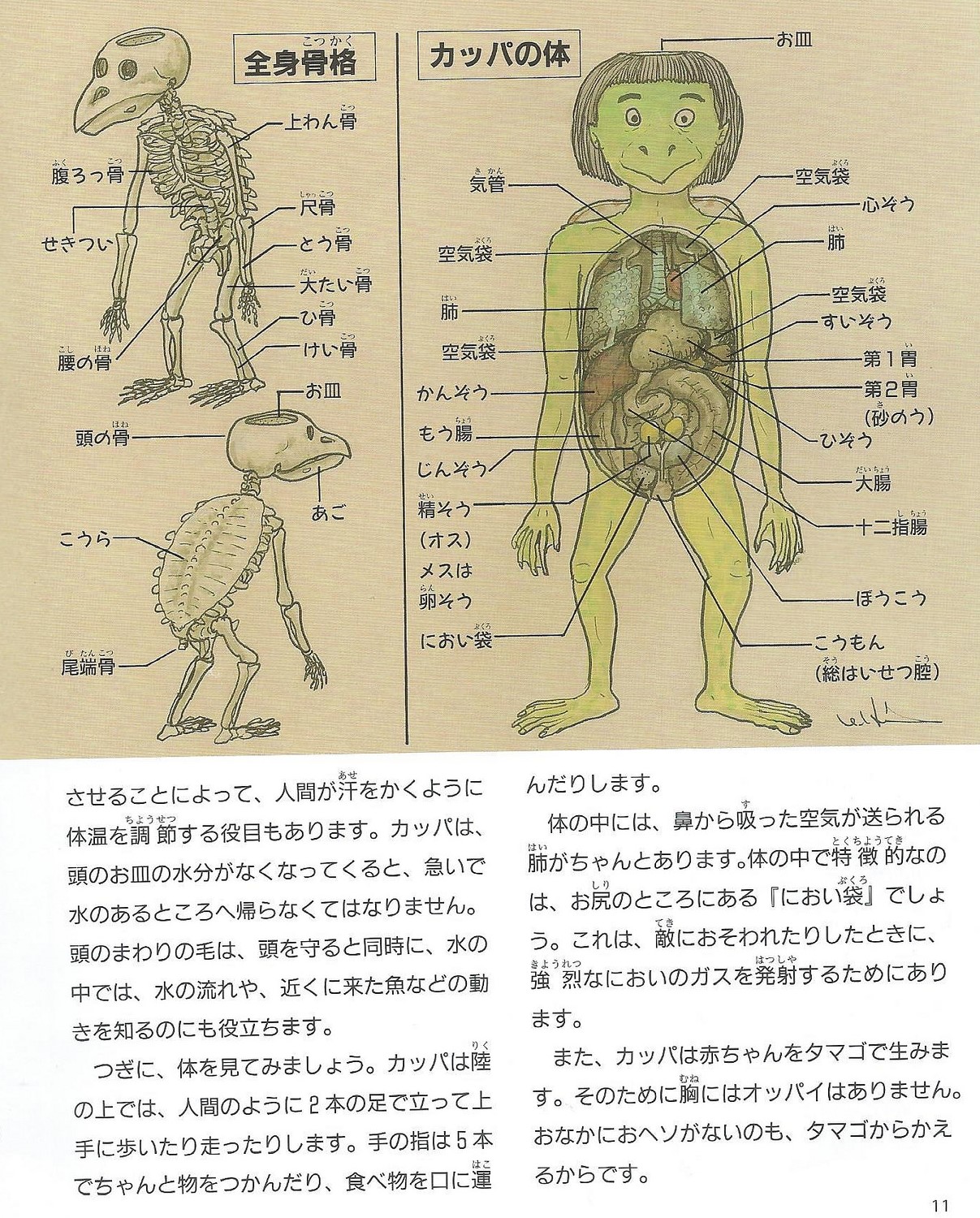 Piko's Diary: Translation practice: "Kappa no seikatsu zukan" (An ...
