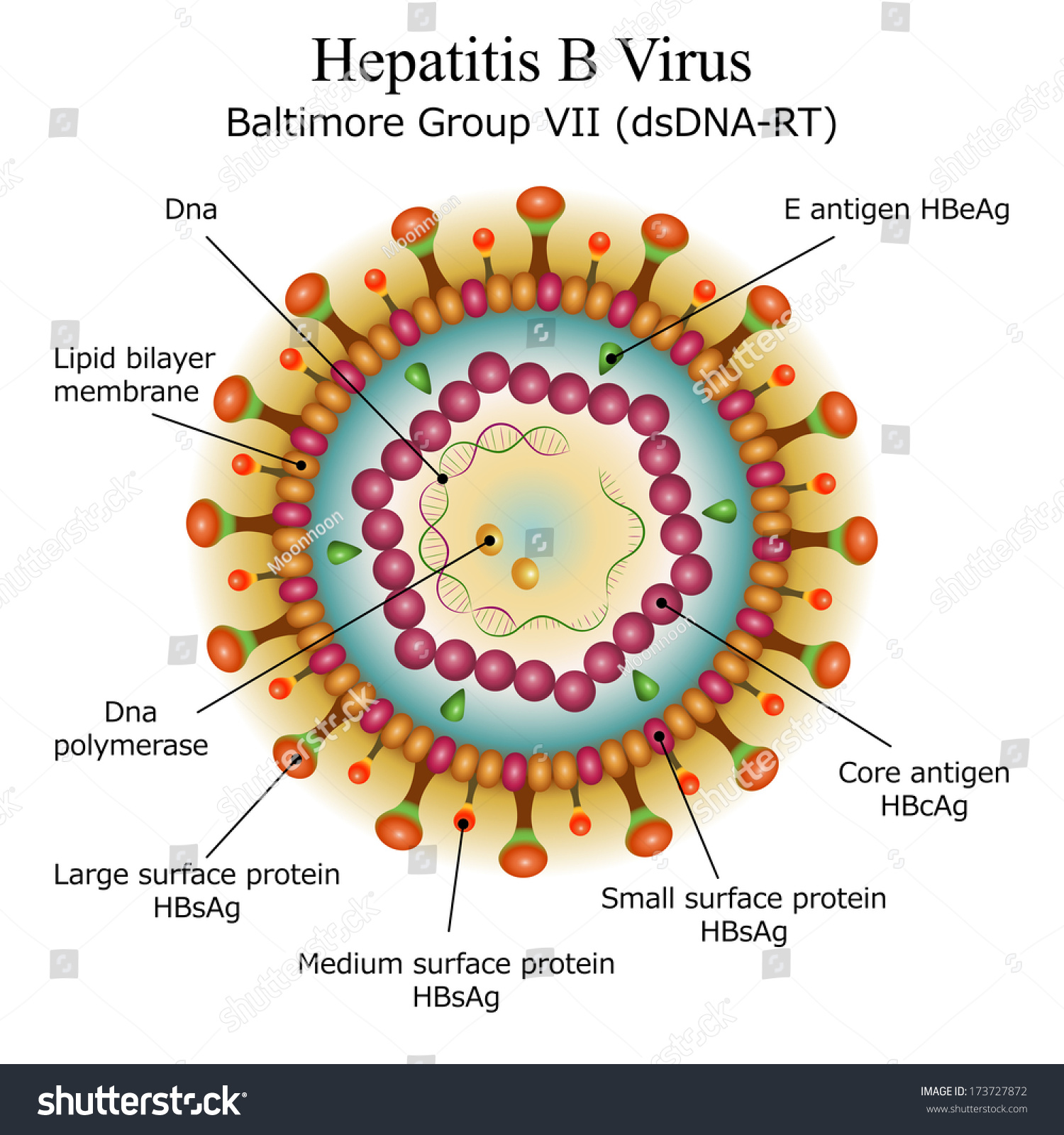 HBV translating DNA, How affects in hepatocyte?