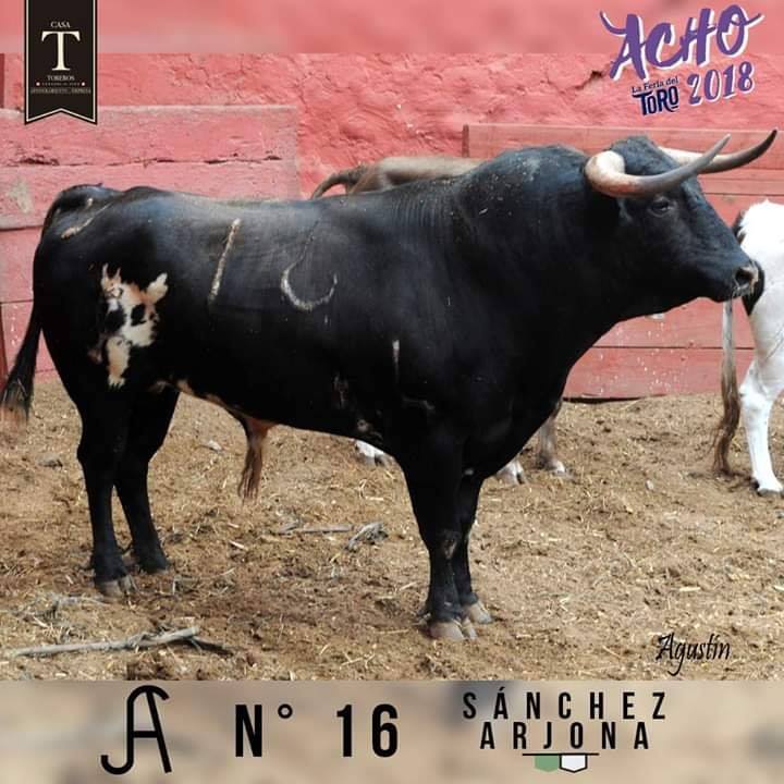 Perú Taurino: MAÑANA EN ACHO TOROS ESPAÑOLES DE DANIEL RUIZ Y SÁNCHEZ ...