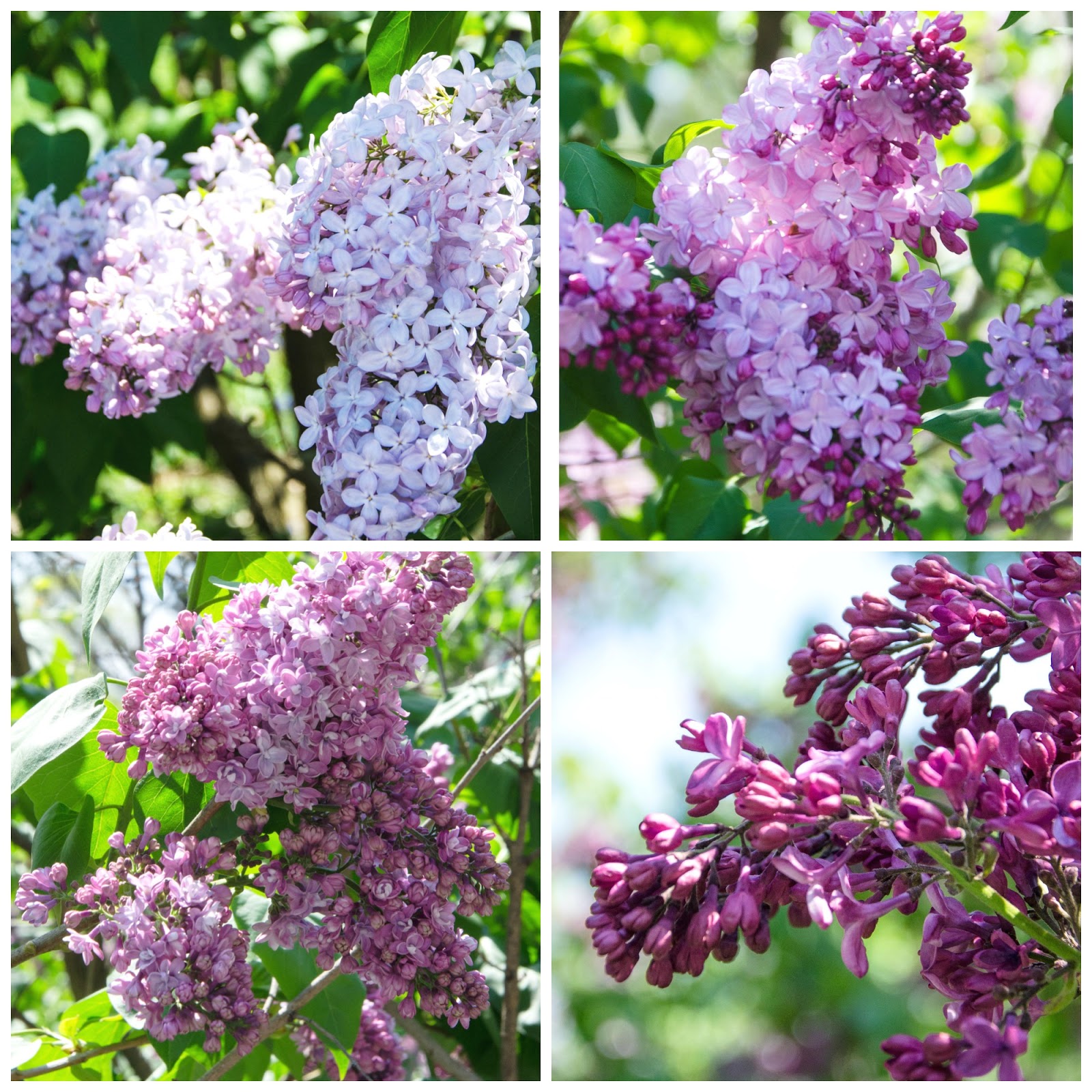 The Many Shades of Lilac | The Devine Life