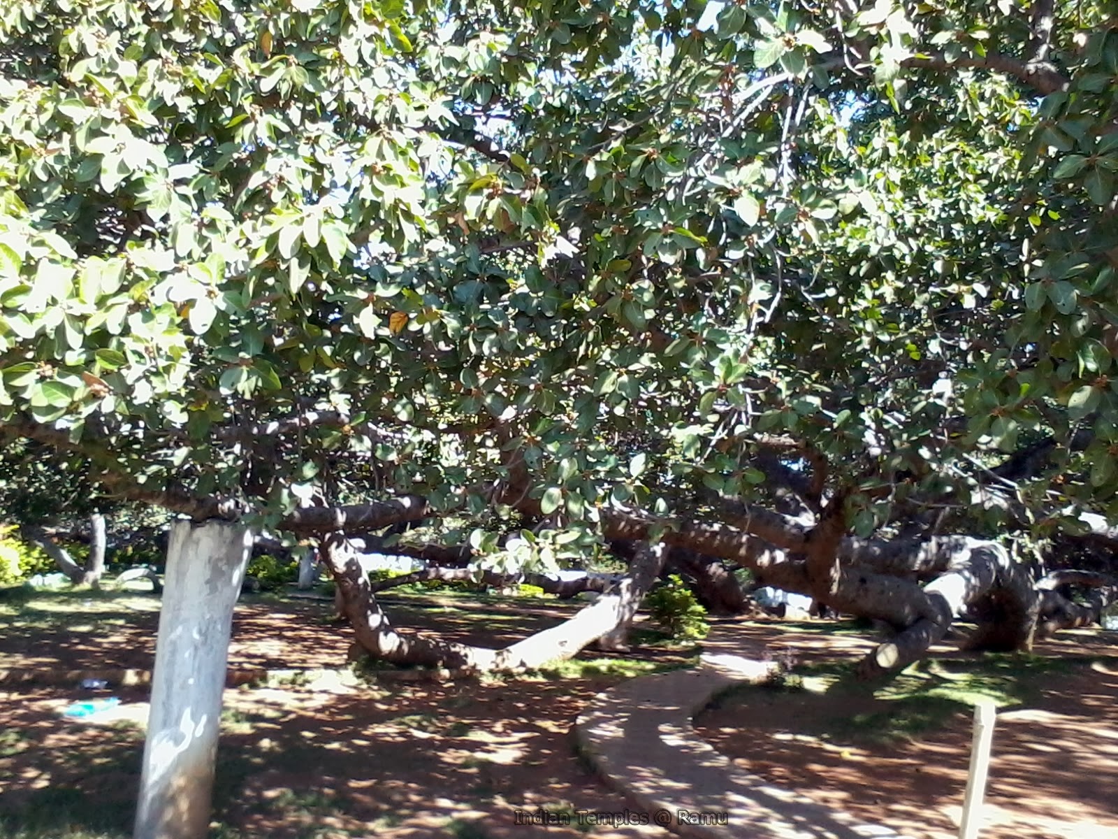 Pillalamarri Banyan Tree in Mahabubnagar - Indian Temples List